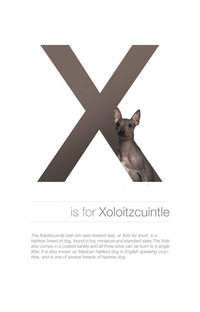 Designer Creates Adorable Alphabetical Series Of Dog Breeds From A To Z