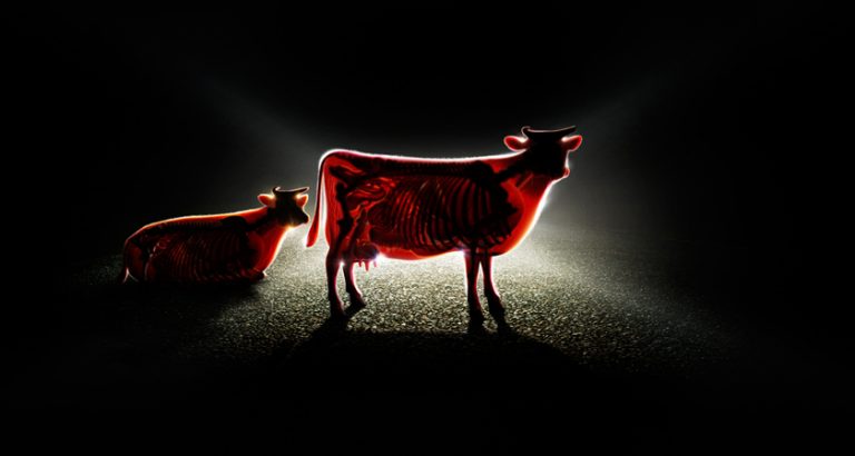 Mercedes Uses Chickens To Show Magic Body Control In This Adorable Ad ...